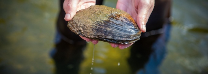 UB researchers study if freshwater mussels can clean Niagara River - UB ...